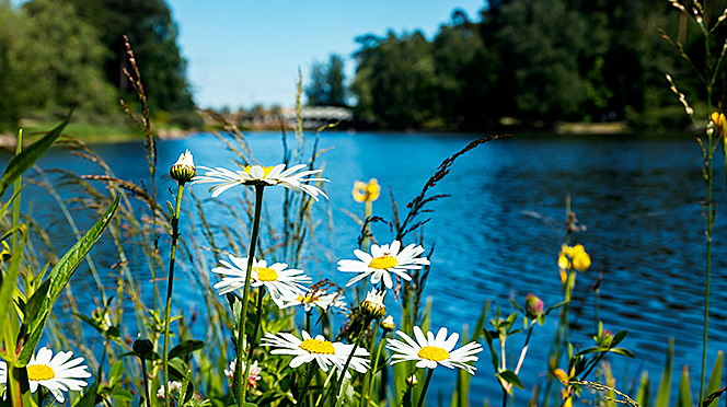 Beautiful white chamomile in grass near the lake in summer ...